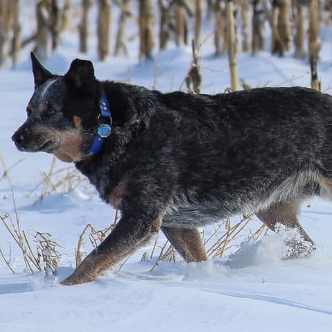 Texas Heelers, Miniature Australian Shepherds, & Australian Cattle Dogs ...
