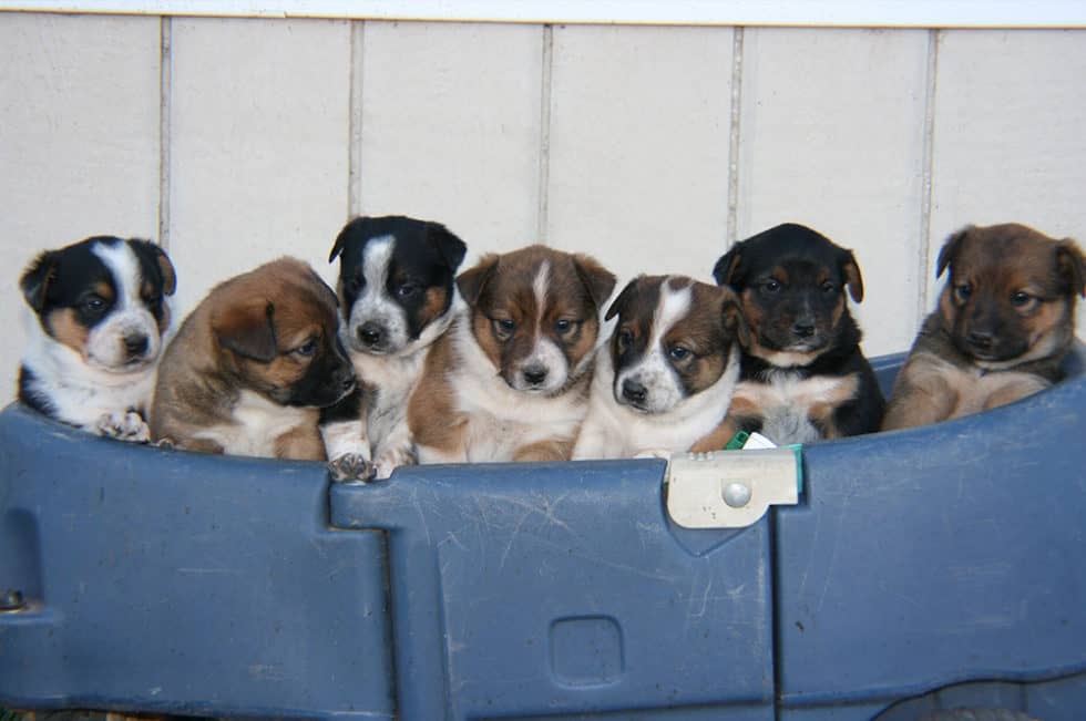 Texas Heelers, Miniature Australian Shepherds, & Australian Cattle Dogs ...