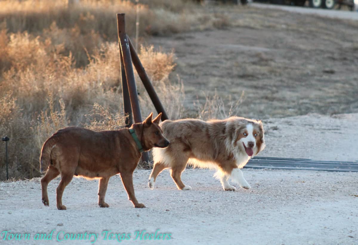 Texas Heelers, Miniature Australian Shepherds, & Australian Cattle Dogs ...