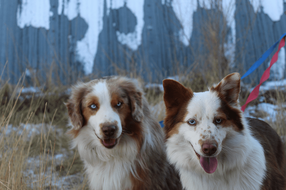 Texas Heelers, Miniature Australian Shepherds, & Australian Cattle Dogs ...
