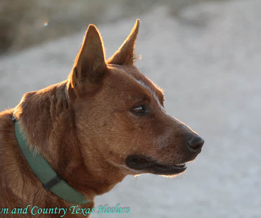 Texas Heelers, Miniature Australian Shepherds, & Australian Cattle Dogs ...