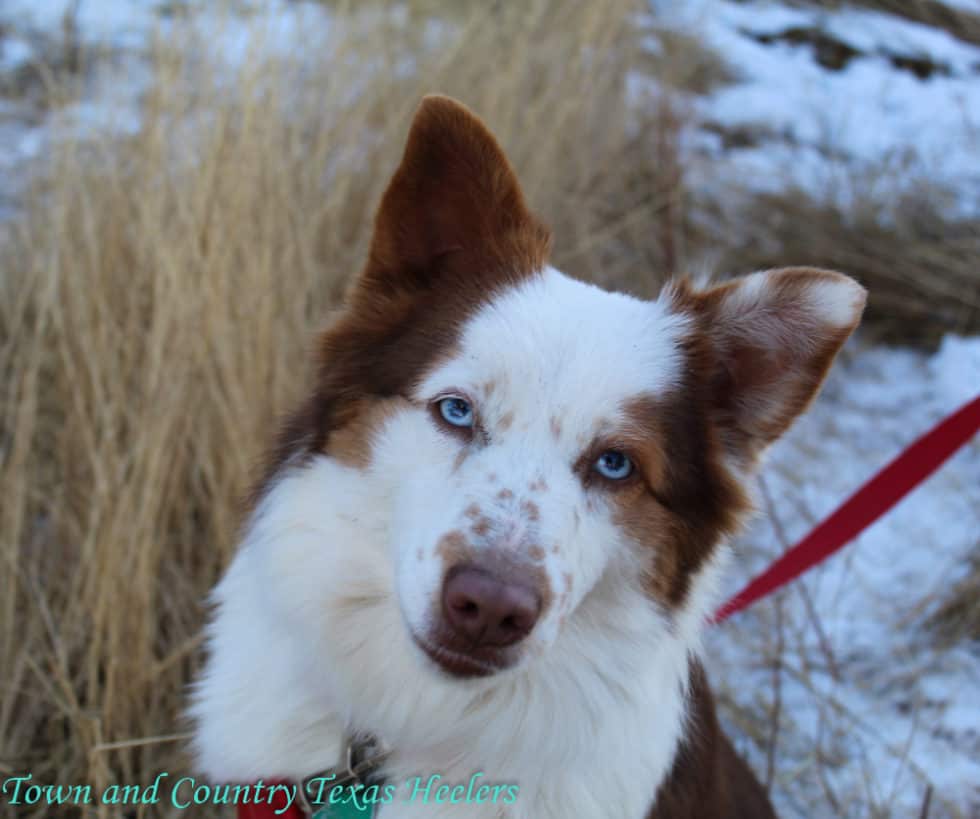 Texas Heelers, Miniature Australian Shepherds, & Australian Cattle Dogs ...