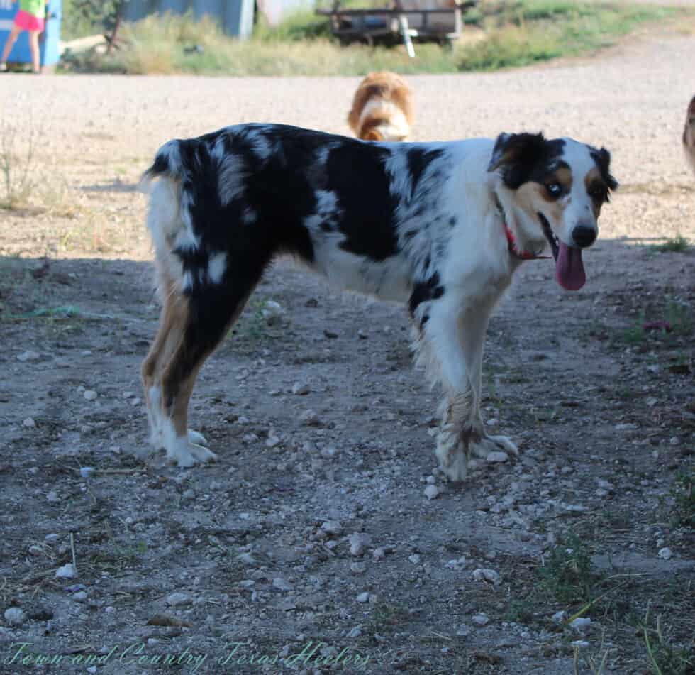 Texas Heelers, Miniature Australian Shepherds, & Australian Cattle Dogs ...