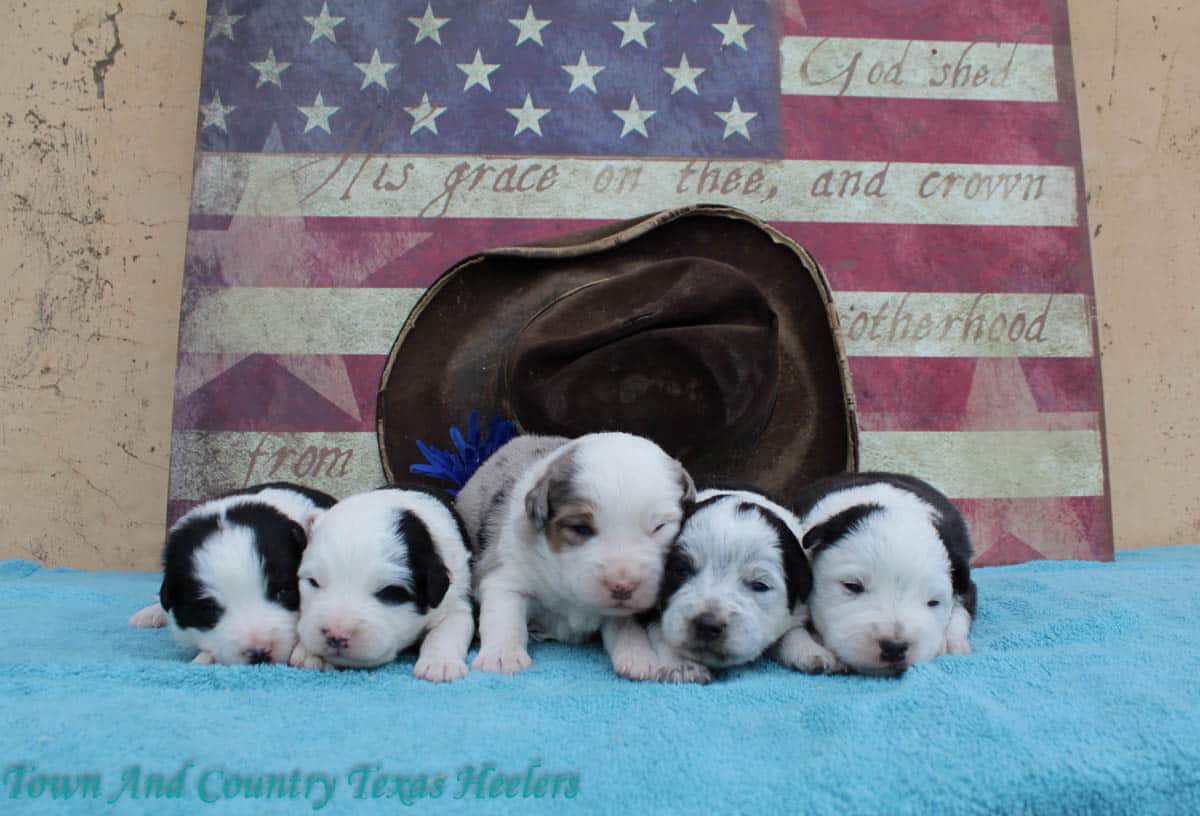 Jewell X Chief Mini Texas Heelers - Town & Country Texas Heelers