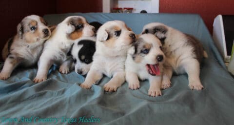 Texas Heelers, Miniature Australian Shepherds, & Australian Cattle Dogs ...