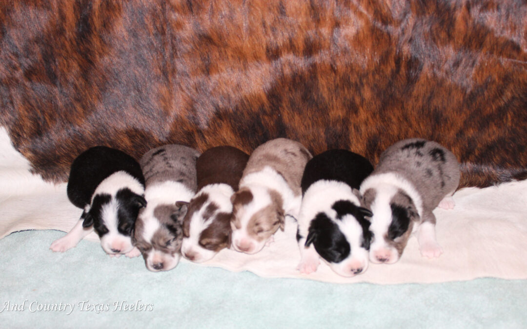 Texas Heelers, Miniature Australian Shepherds, & Australian Cattle Dogs ...