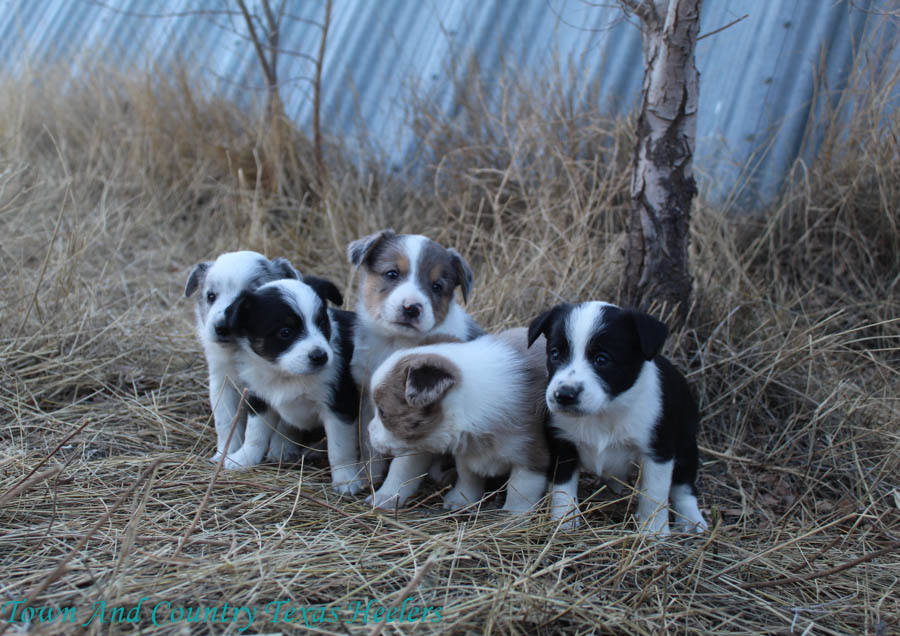 Tilly X Bandit Mini Texas Heelers - Town & Country Texas Heelers