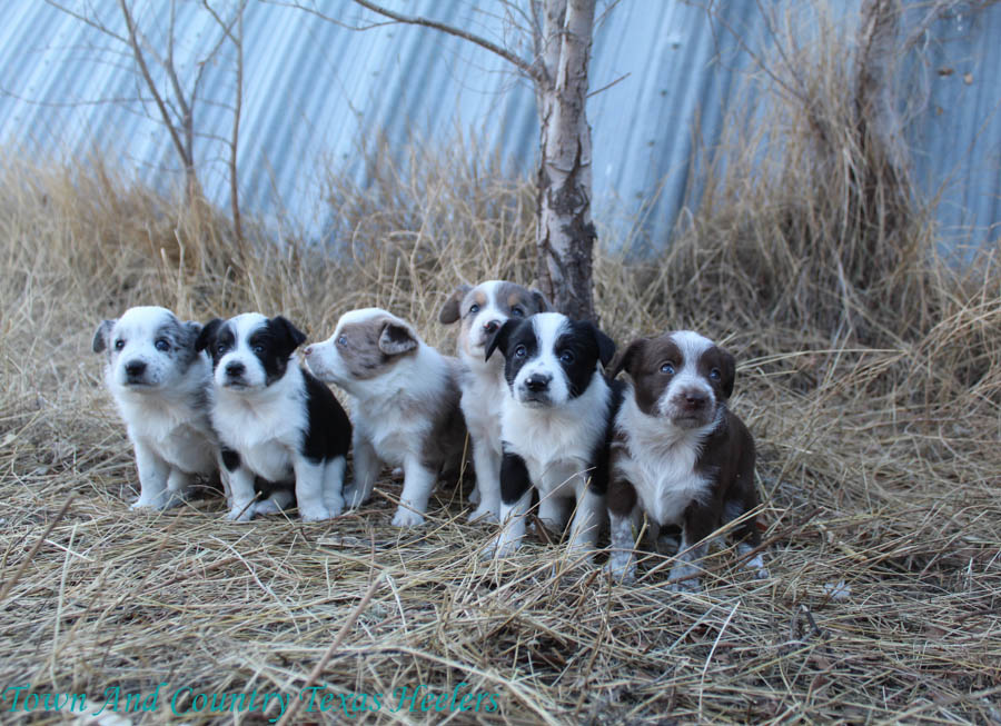 Tilly X Bandit Mini Texas Heelers - Town & Country Texas Heelers