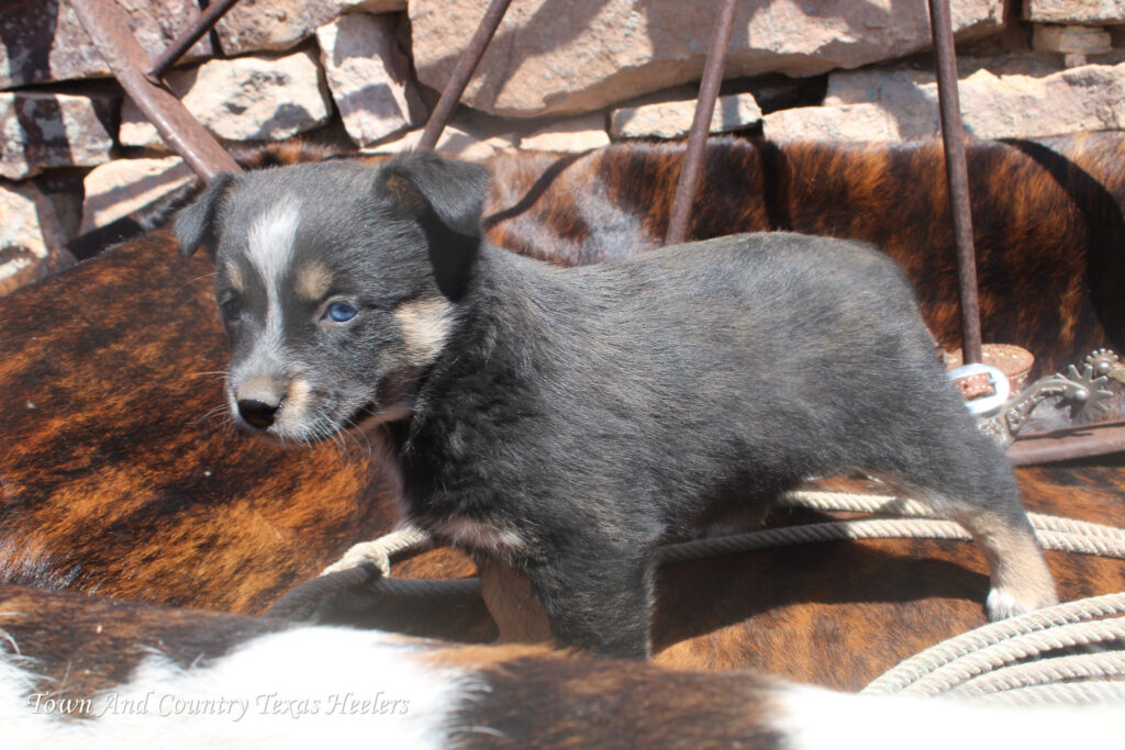 Oakley X Buzz Texas Heelers - Town & Country Texas Heelers