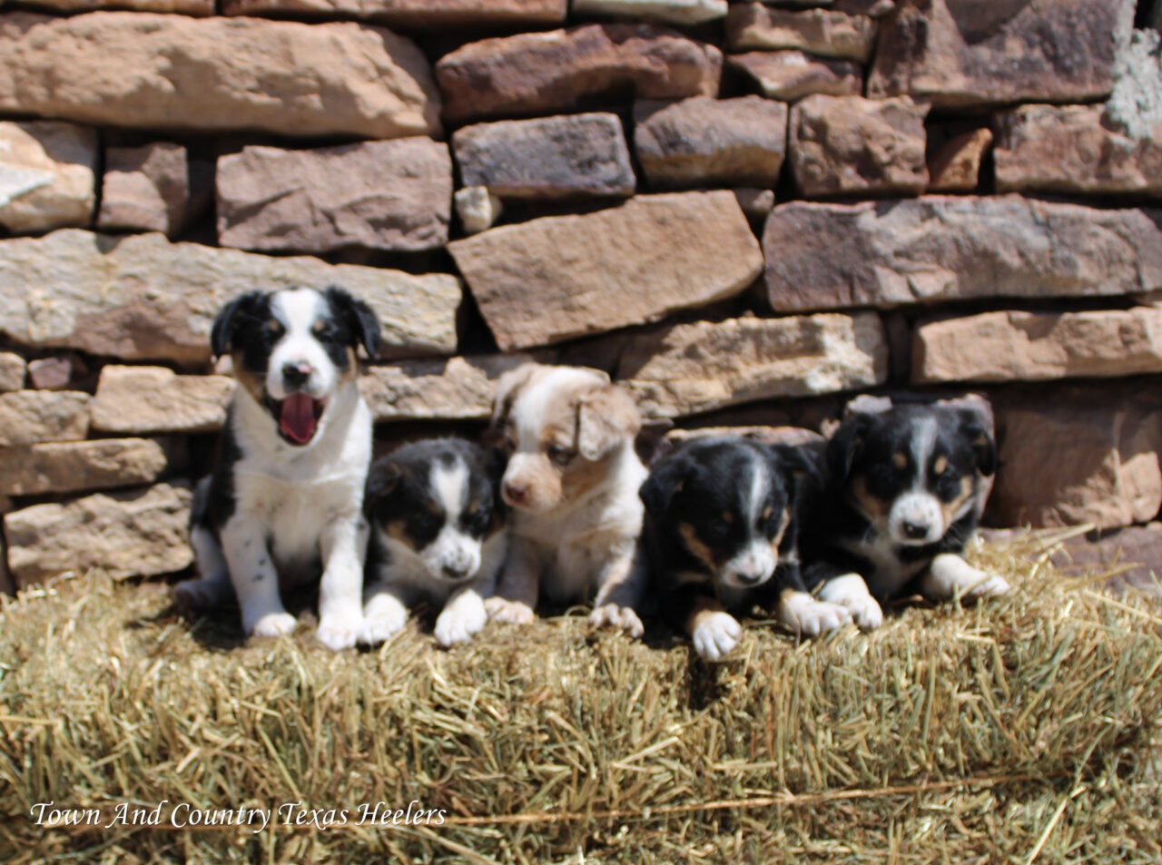 Moon X Bandit Mini Texas Heelers - Town & Country Texas Heelers