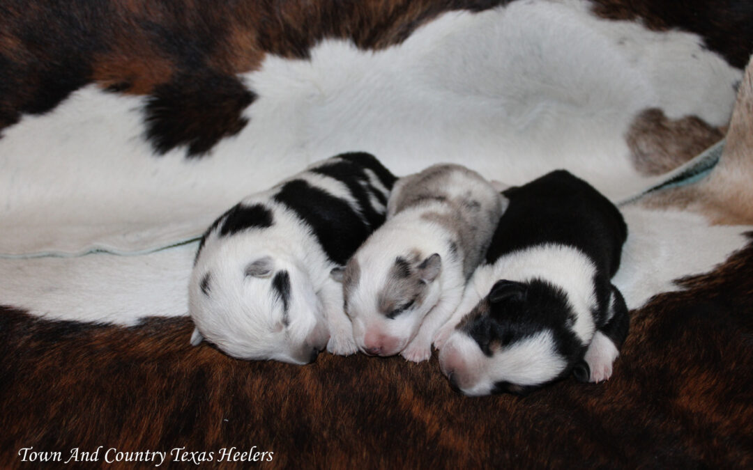 Texas Heelers, Miniature Australian Shepherds, & Australian Cattle Dogs ...