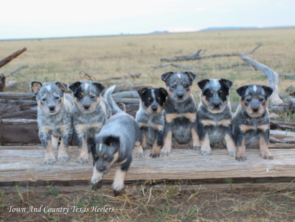Jewell X Buzz Australian Cattle Dogs (Heelers) - Town & Country Texas ...