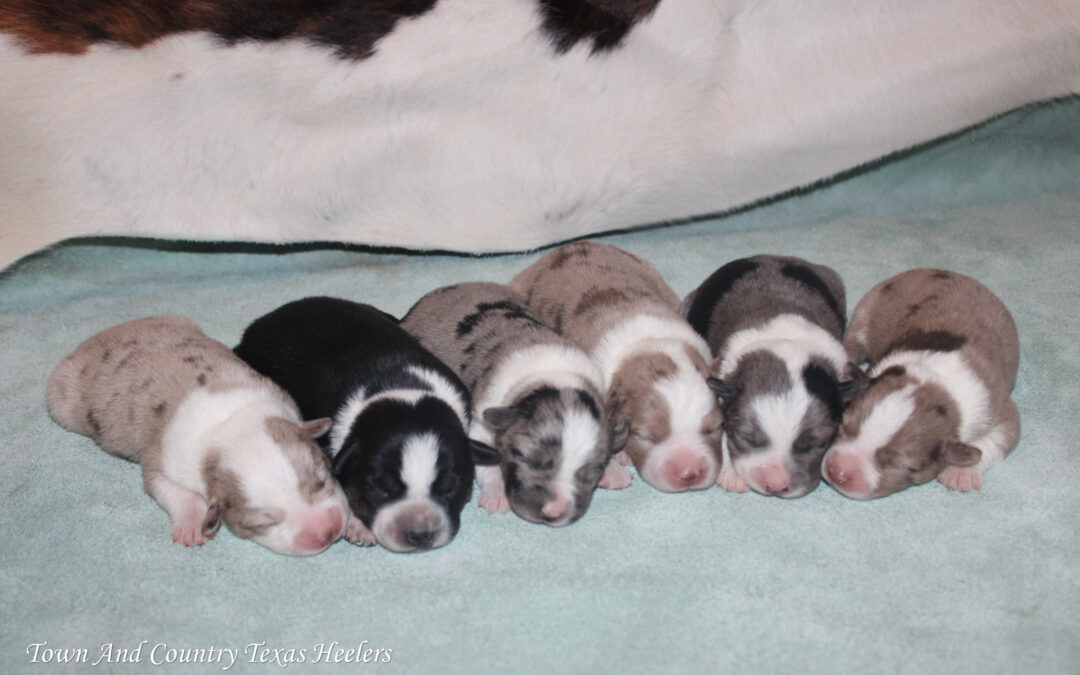 Texas Heelers, Miniature Australian Shepherds, & Australian Cattle Dogs ...