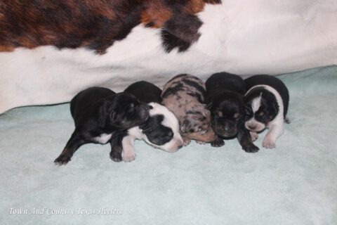 Texas Heelers, Miniature Australian Shepherds, & Australian Cattle Dogs ...