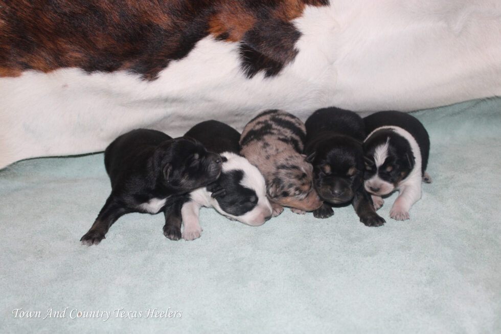 Texas Heelers, Miniature Australian Shepherds, & Australian Cattle Dogs ...