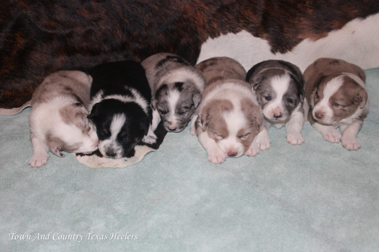 Tilly X Bandit Mini Texas Heelers - Town & Country Texas Heelers
