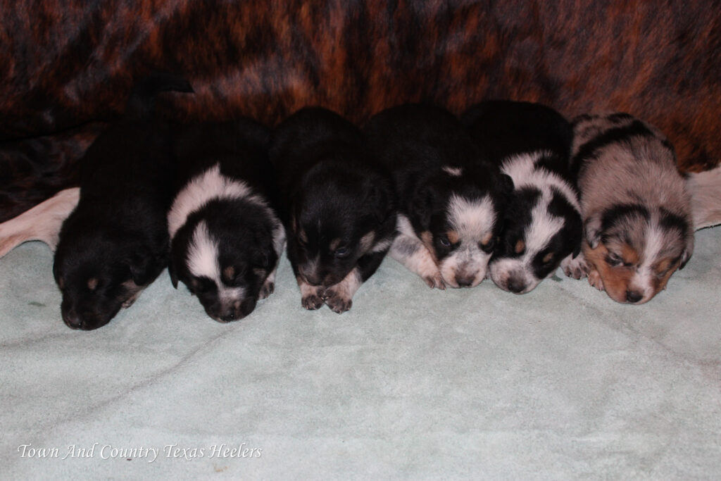 Oakley X Buzz Texas Heelers - Town & Country Texas Heelers