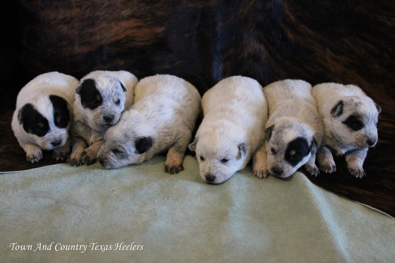 Jewell X Buzz Australian Cattle Dogs (Heelers) - Town & Country Texas ...